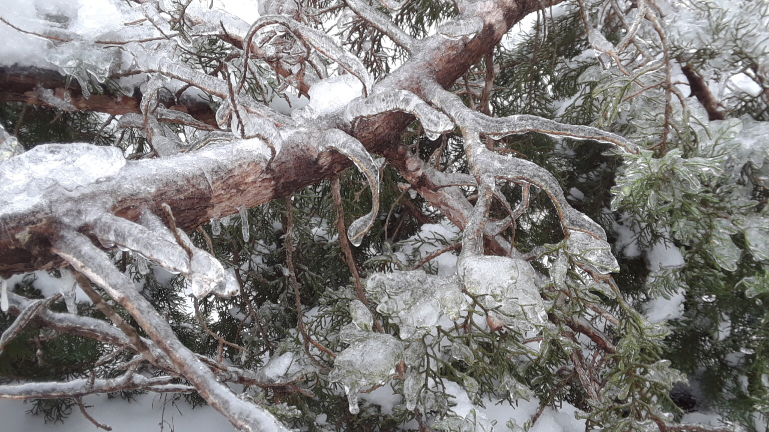 HDR-Ashe-Juniper-WINTER – NPSOT-Williamson County Chapter